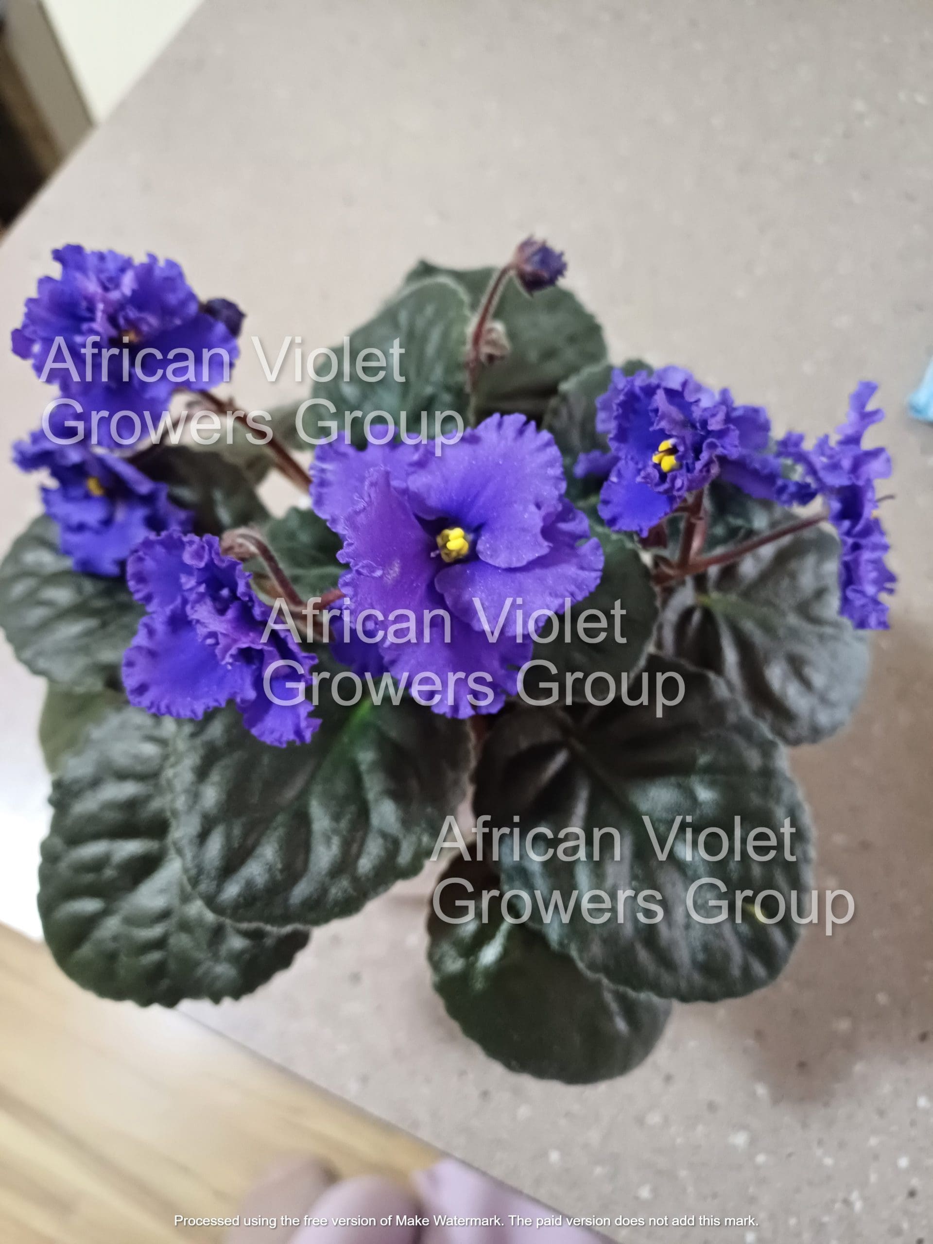 Gallery - African Violet Growers Group Inc.