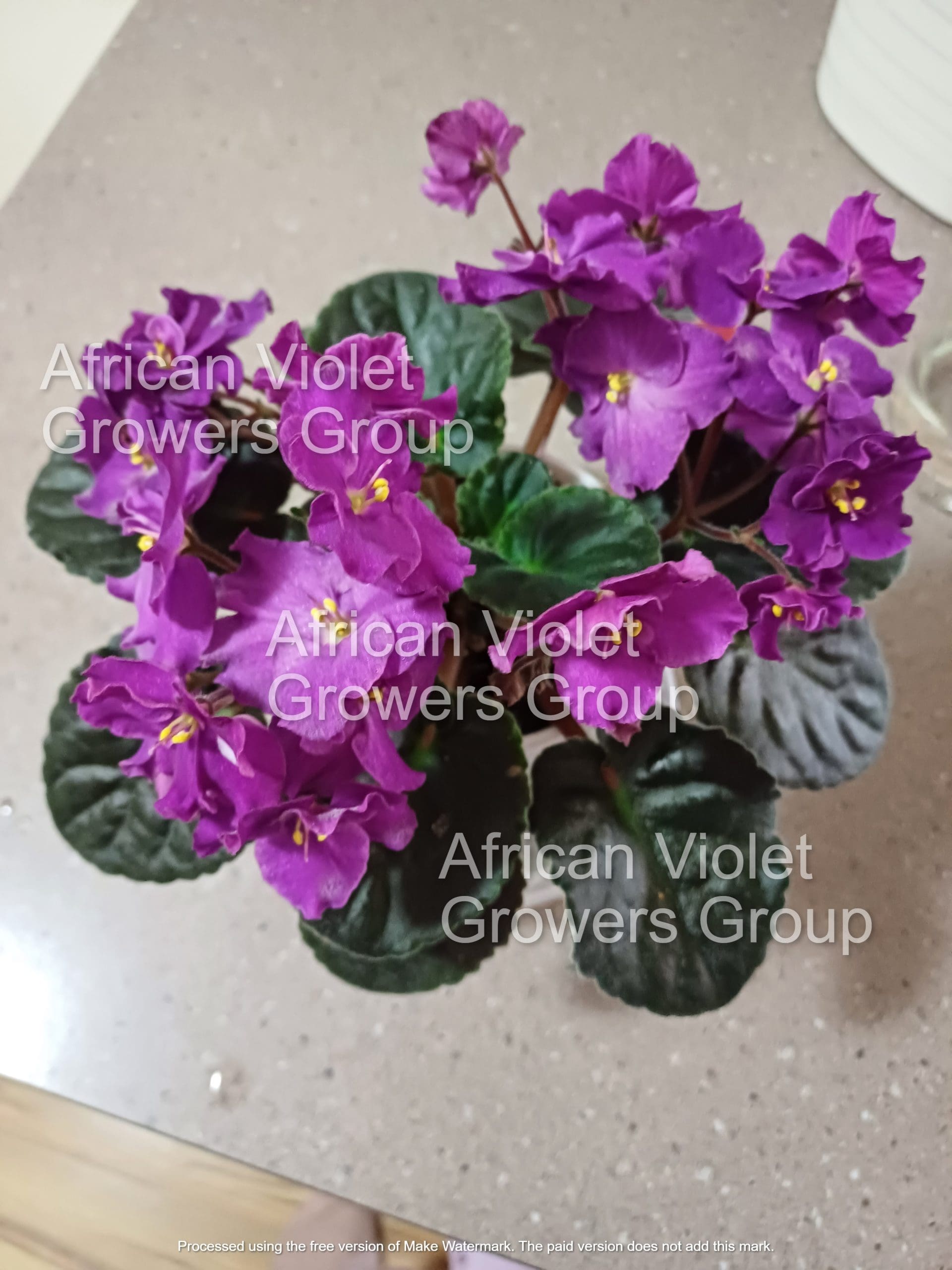Gallery - African Violet Growers Group Inc.