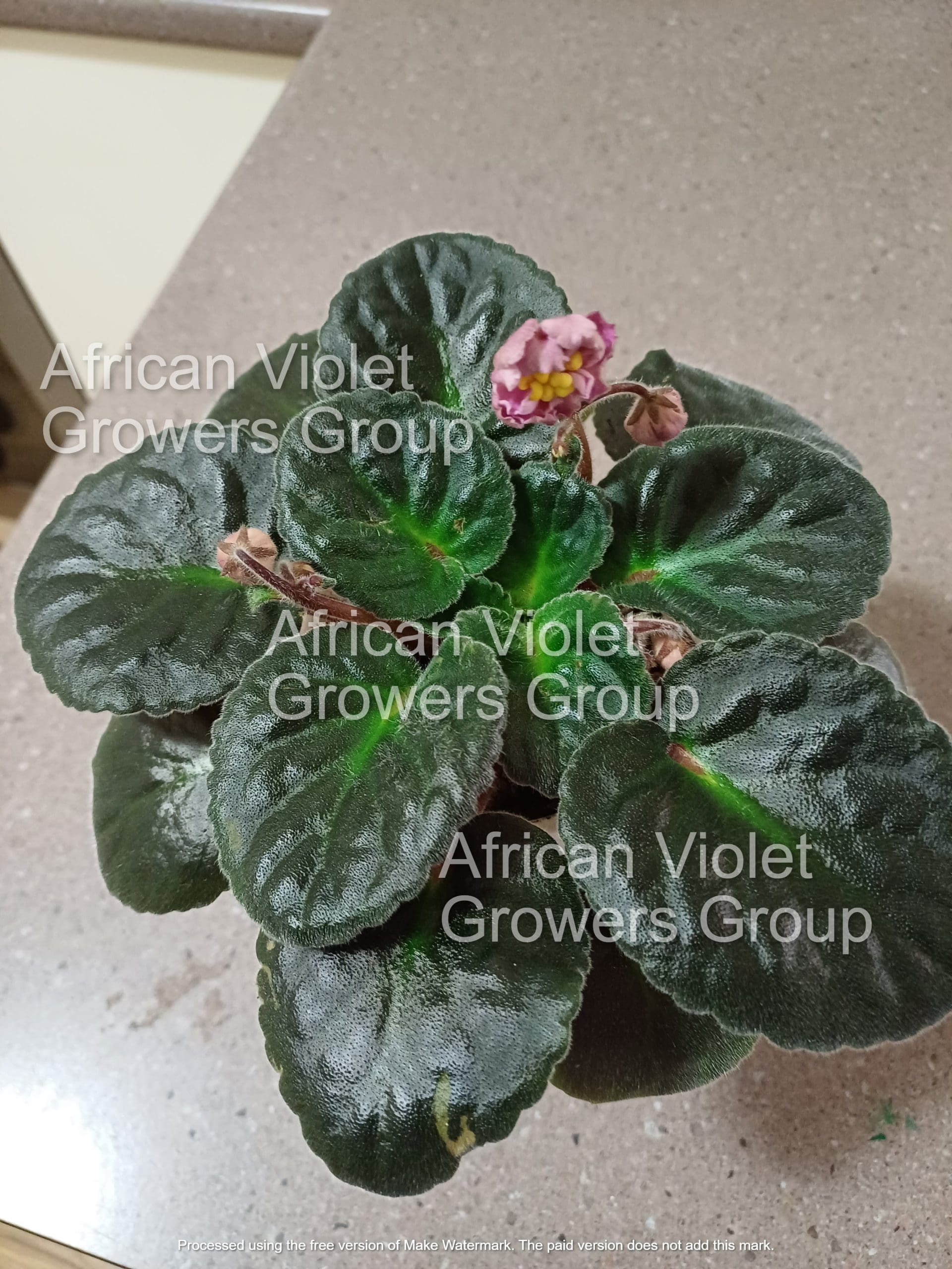 Gallery - African Violet Growers Group Inc.