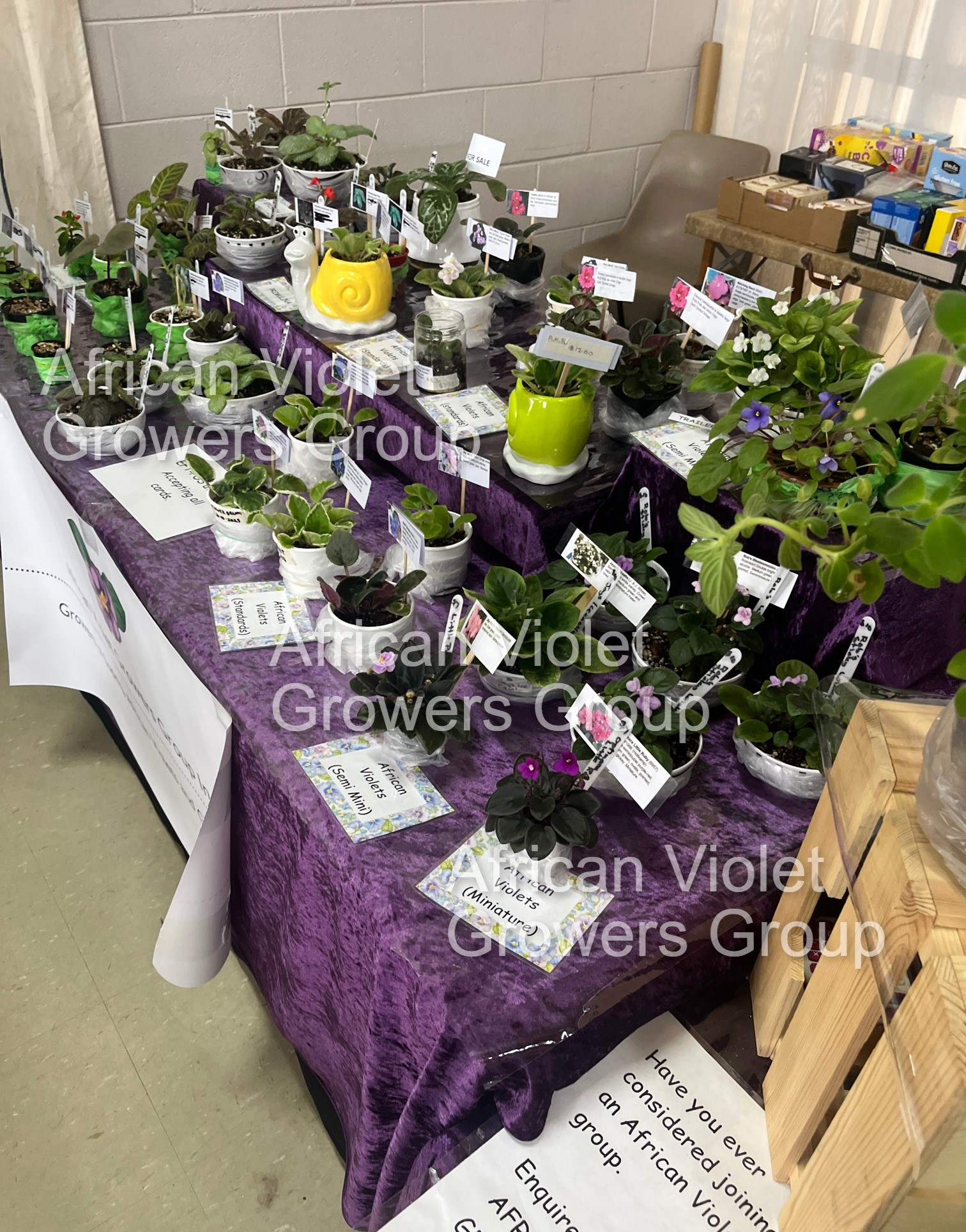 Gallery - African Violet Growers Group Inc.